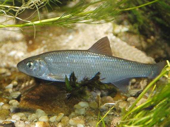 Common Dace: Habitat, Care, Aquarium Maintenance