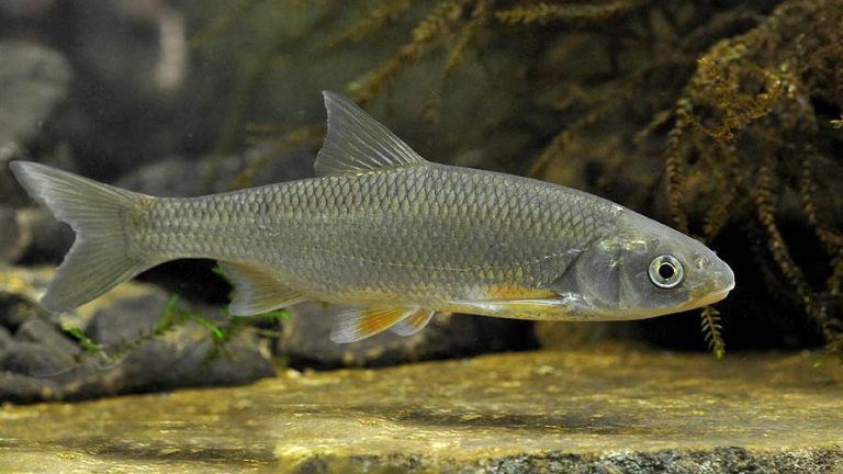 Common Dace: Habitat, Care, Aquarium Maintenance