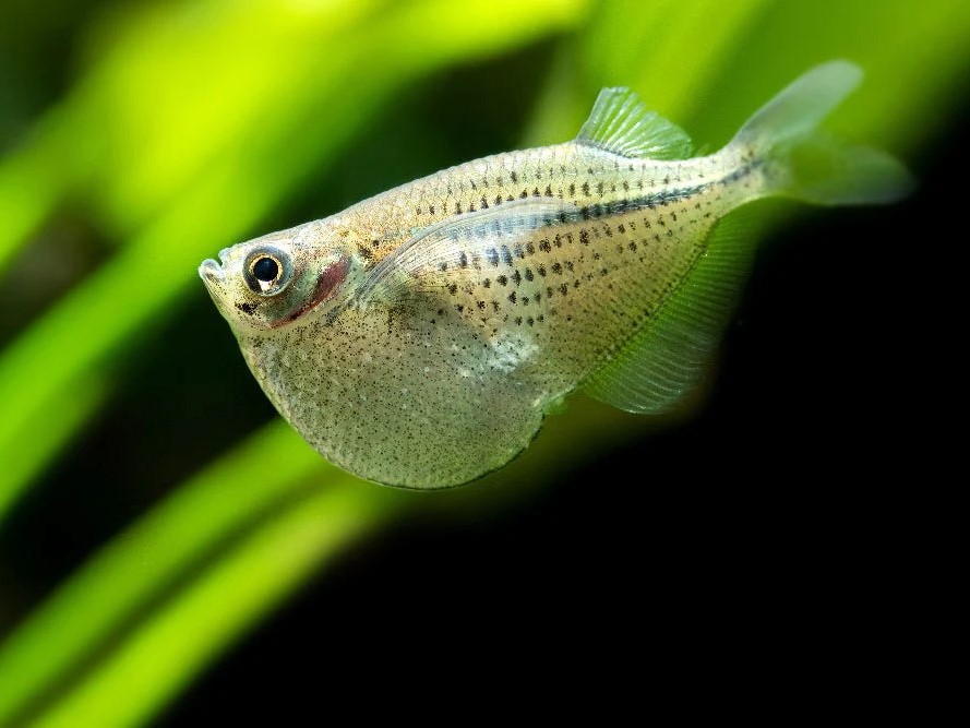 Common Hatchetfish: Habitat, Care, Aquarium Maintenance
