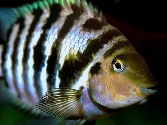 Convict Cichlid: Habitat, Care, Aquarium Maintenance