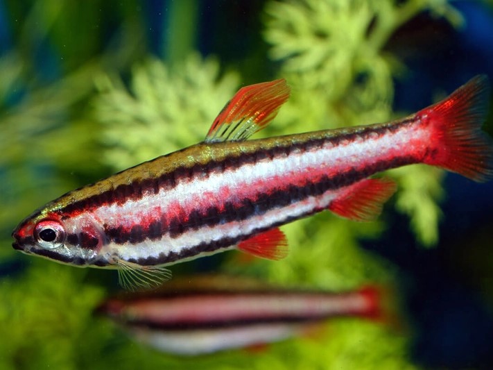Coral-Red Pencilfish: Habitat, Care, Aquarium Maintenance