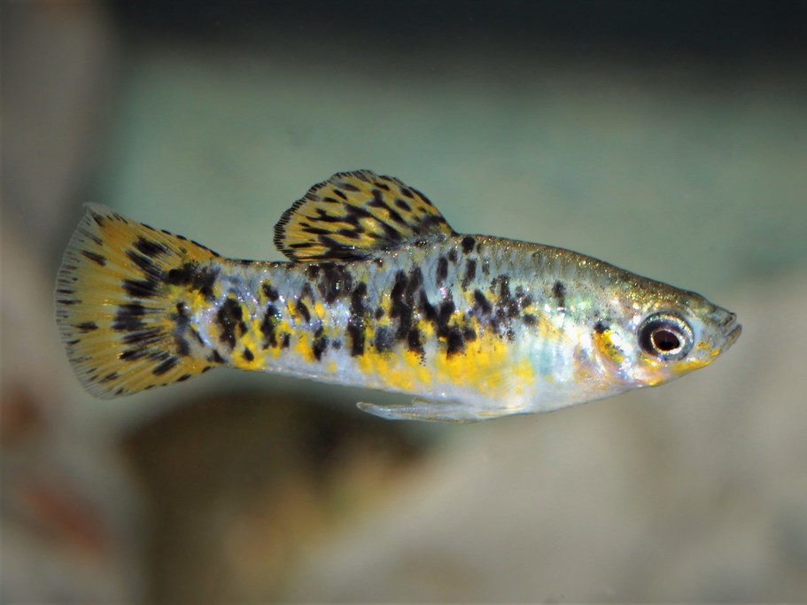 Cuban Lima: Habitat, Care, Aquarium Maintenance