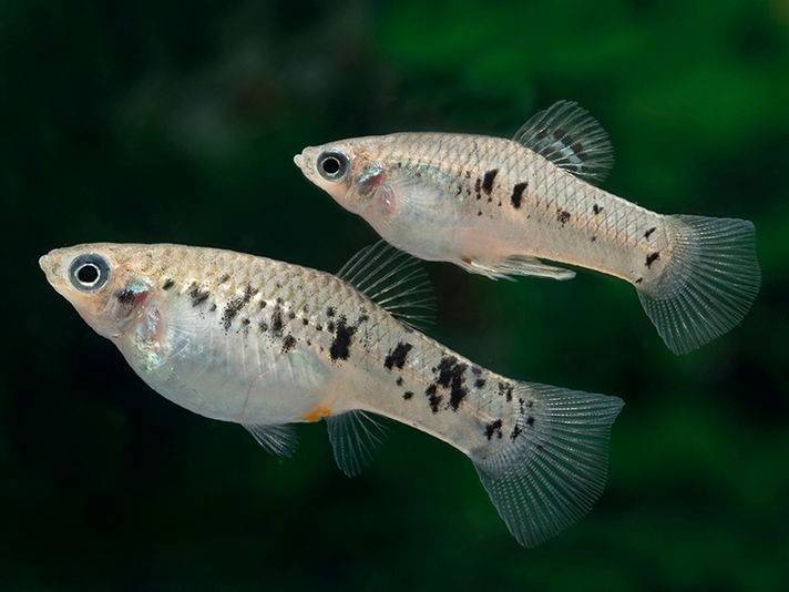 Cuban Lima: Habitat, Care, Aquarium Maintenance