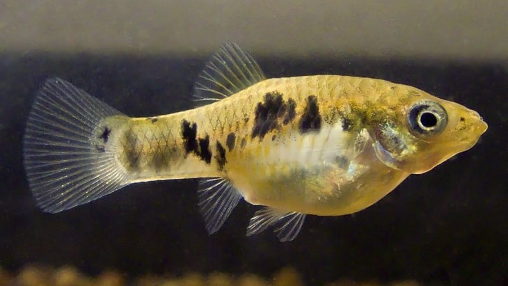 Cuban Lima: Habitat, Care, Aquarium Maintenance