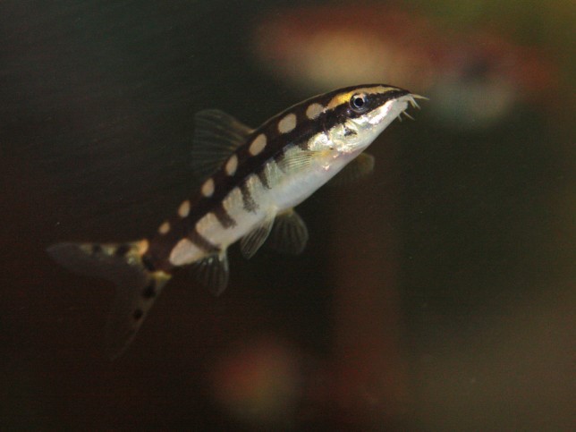 Dwarf Botia: Habitat, Care, Aquarium Maintenance