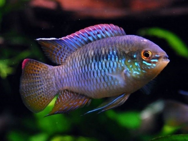 Dwarf Flag Cichlid: Habitat, Care, Aquarium Maintenance
