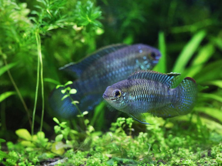 Dwarf Flag Cichlid: Habitat, Care, Aquarium Maintenance