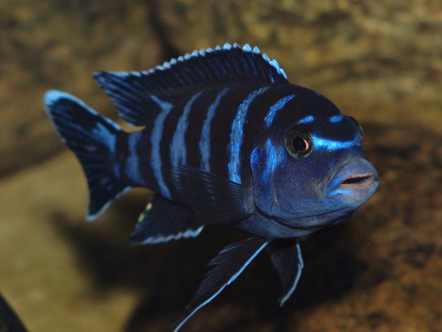 Dwarf Mbuna: Habitat, Care, Aquarium Maintenance