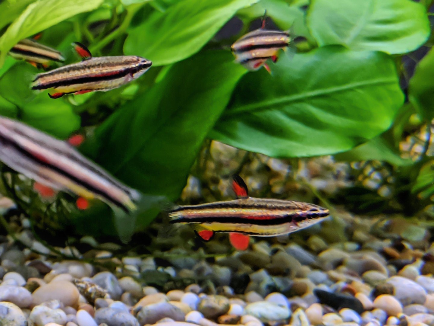 Dwarf Pencilfish: Habitat, Care, Aquarium Maintenance