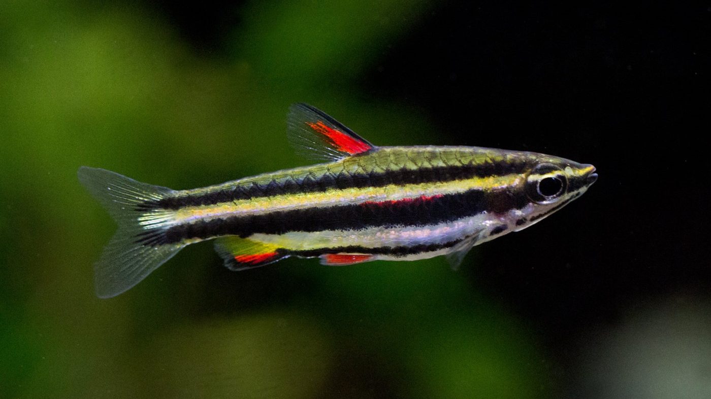Dwarf Pencilfish: Habitat, Care, Aquarium Maintenance