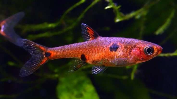 Dwarf Rasbora: Habitat, Care, Aquarium Maintenance