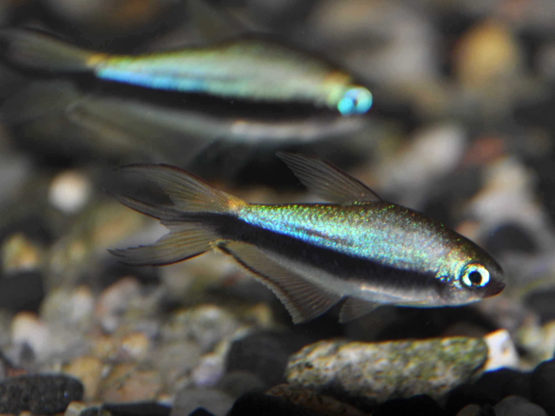 Emperor Tetra: Habitat, Care, Aquarium Maintenance