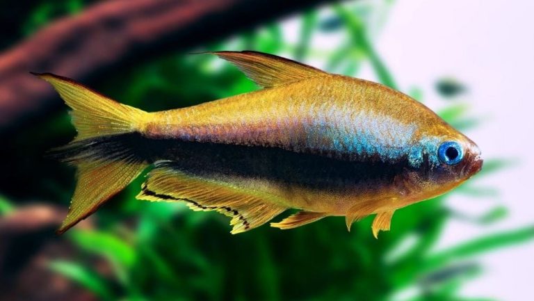 Emperor Tetra: Habitat, Care, Aquarium Maintenance