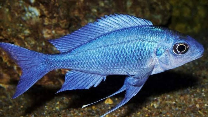 Featherfin: Habitat, Care, Aquarium Maintenance