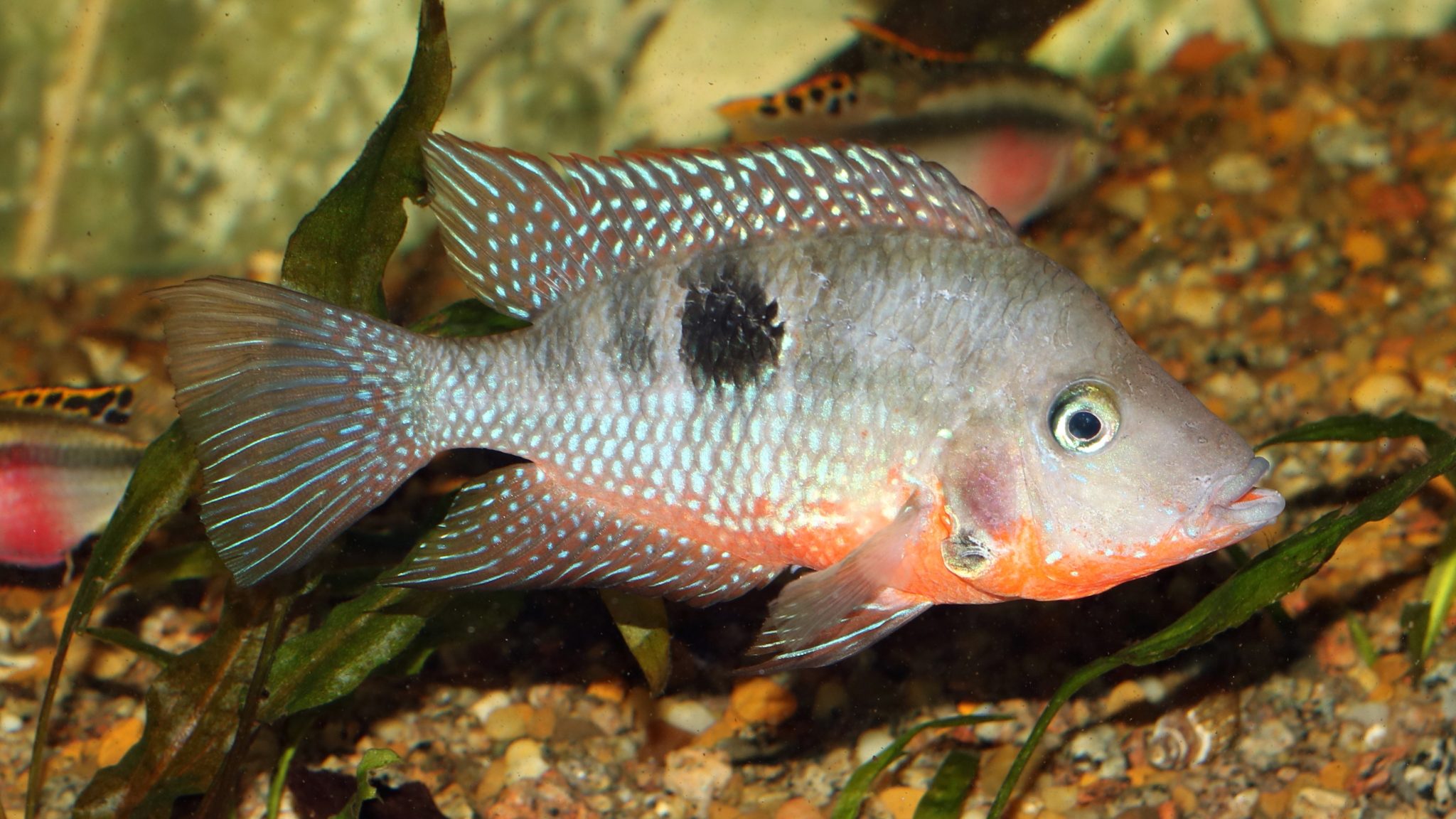 Firemouth Cichlid: Habitat, Care, Aquarium Maintenance