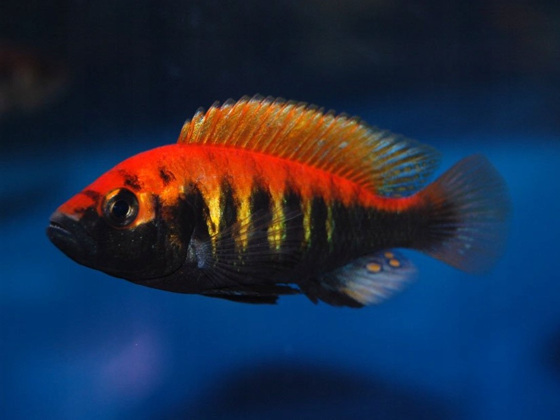 Flameback: Habitat, Care, Aquarium Maintenance