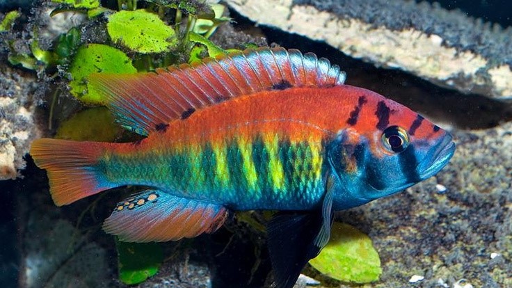 Flameback: Habitat, Care, Aquarium Maintenance