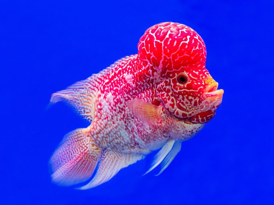 Flowerhorn Cichlid: Habitat, Care, Aquarium Maintenance