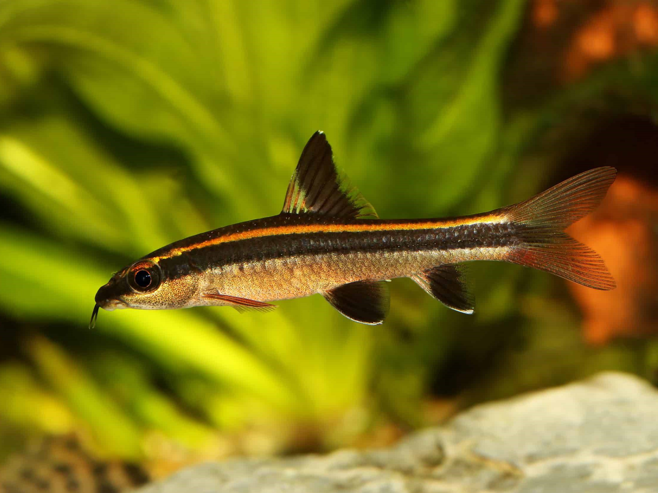 Flying Fox (Fish): Habitat, Care, Aquarium Maintenance