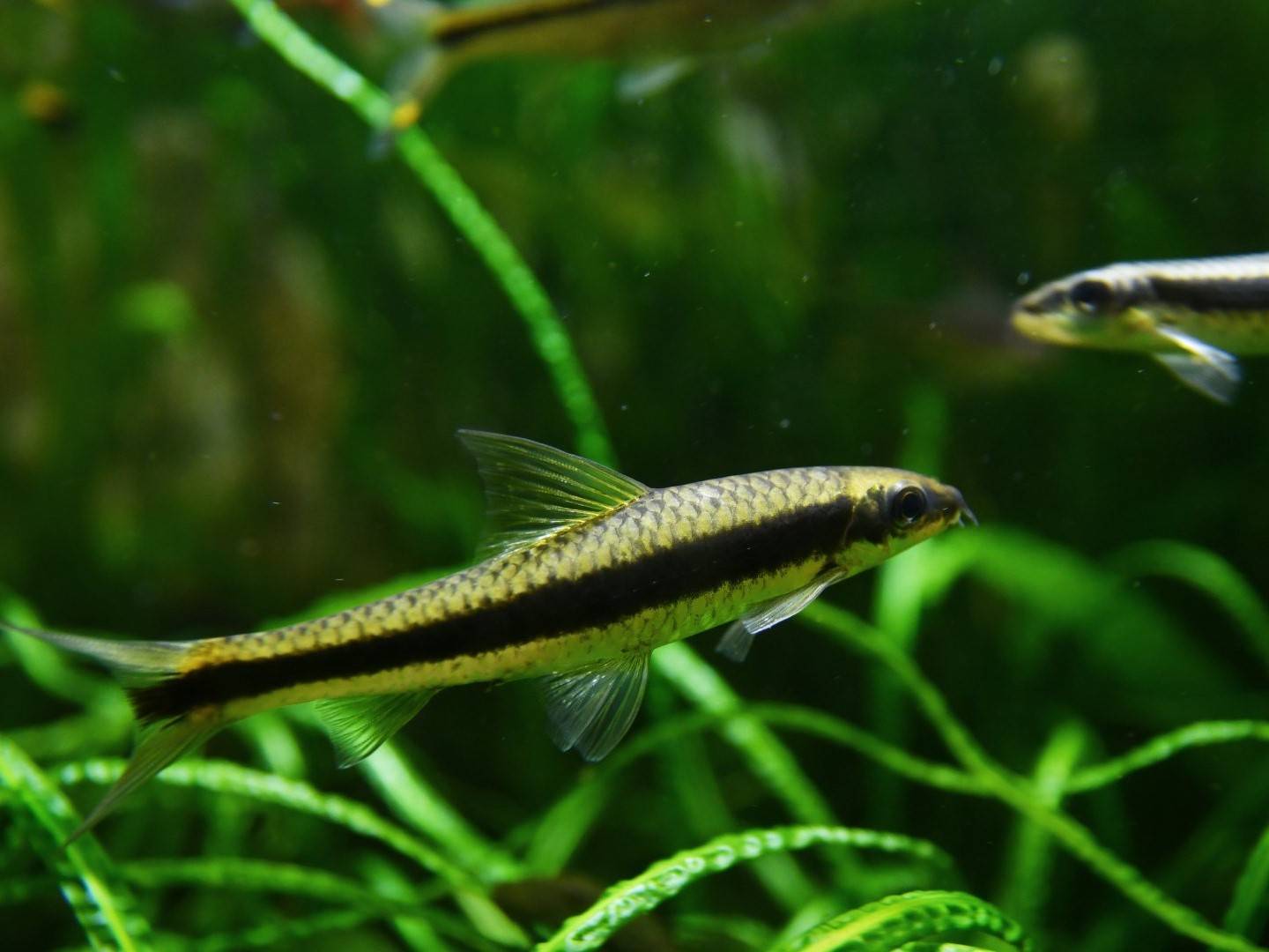 Flying Fox (Fish): Habitat, Care, Aquarium Maintenance