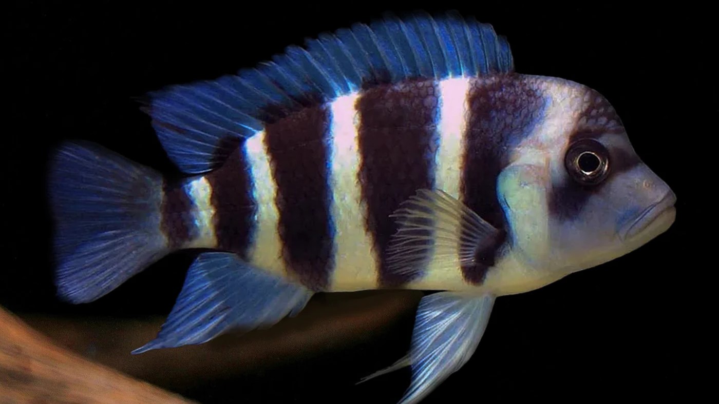 Frontosa Cichild: Habitat, Care, Aquarium Maintenance