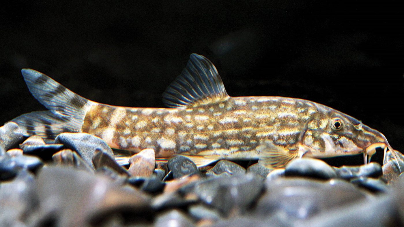 Gangetic Loach: Habitat, Care, Aquarium Maintenance