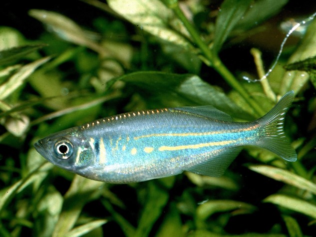 Giant Danio: Habitat, Care, Aquarium Maintenance