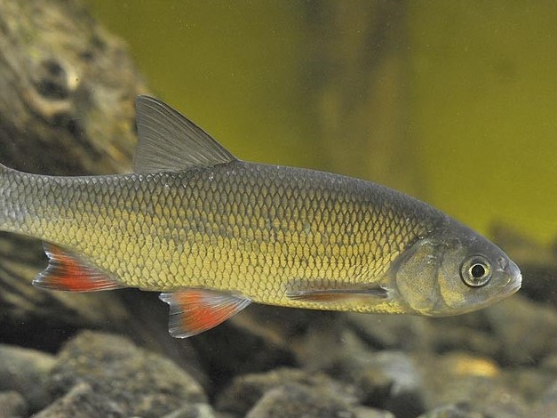 Golden Orfe: Habitat, Care, Aquarium Maintenance