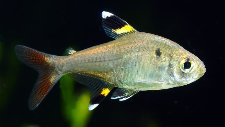 Golden Pristella Tetra: Habitat, Care, Aquarium Maintenance