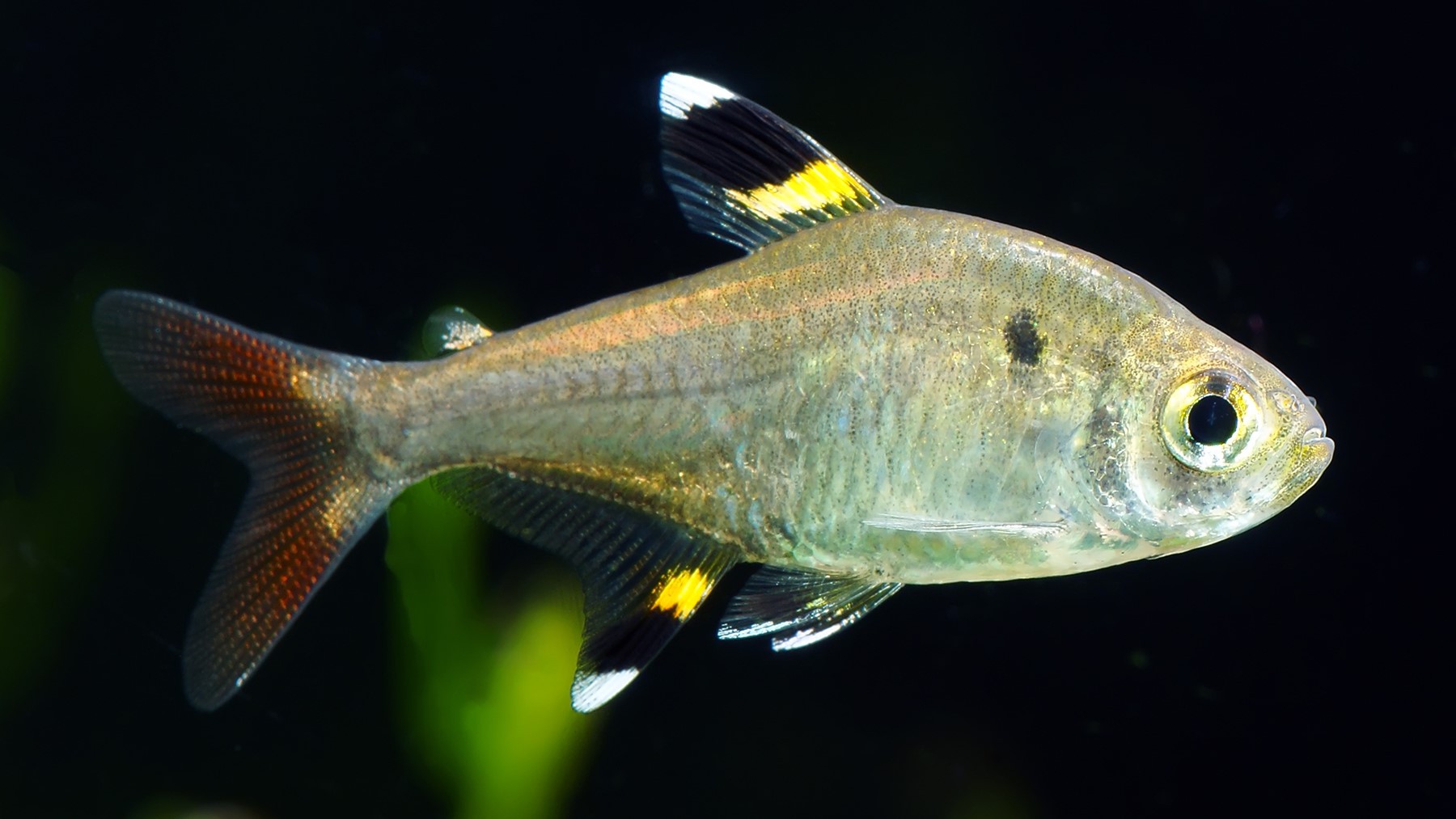 Golden Pristella Tetra: Habitat, Care, Aquarium Maintenance