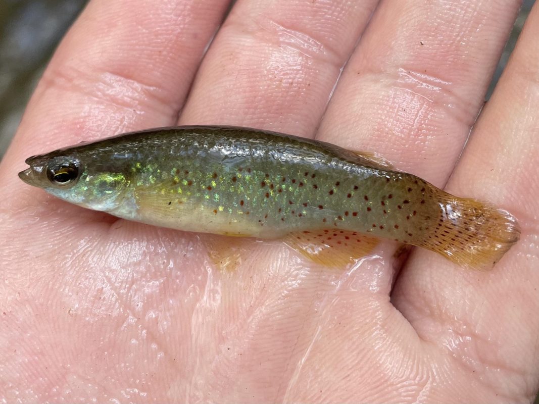 Golden Topminnow: Habitat, Care, Aquarium Maintenance