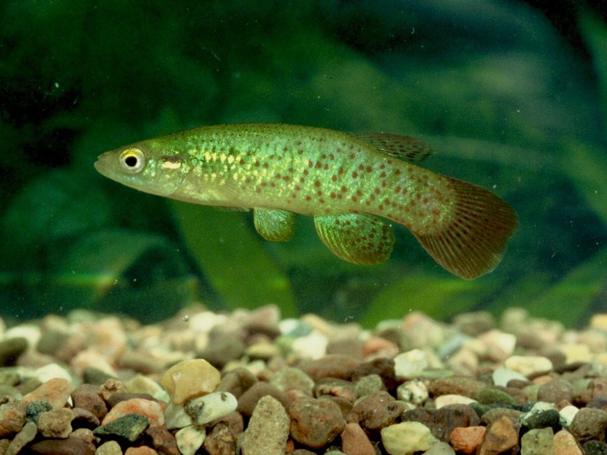 Golden Topminnow: Habitat, Care, Aquarium Maintenance