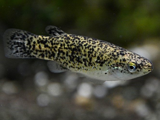 Golden Topminnow: Habitat, Care, Aquarium Maintenance