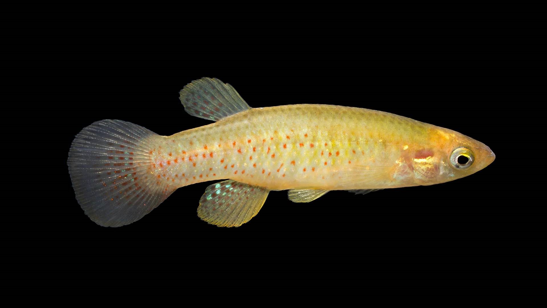 Aquarium Fish Species - Fello.pet