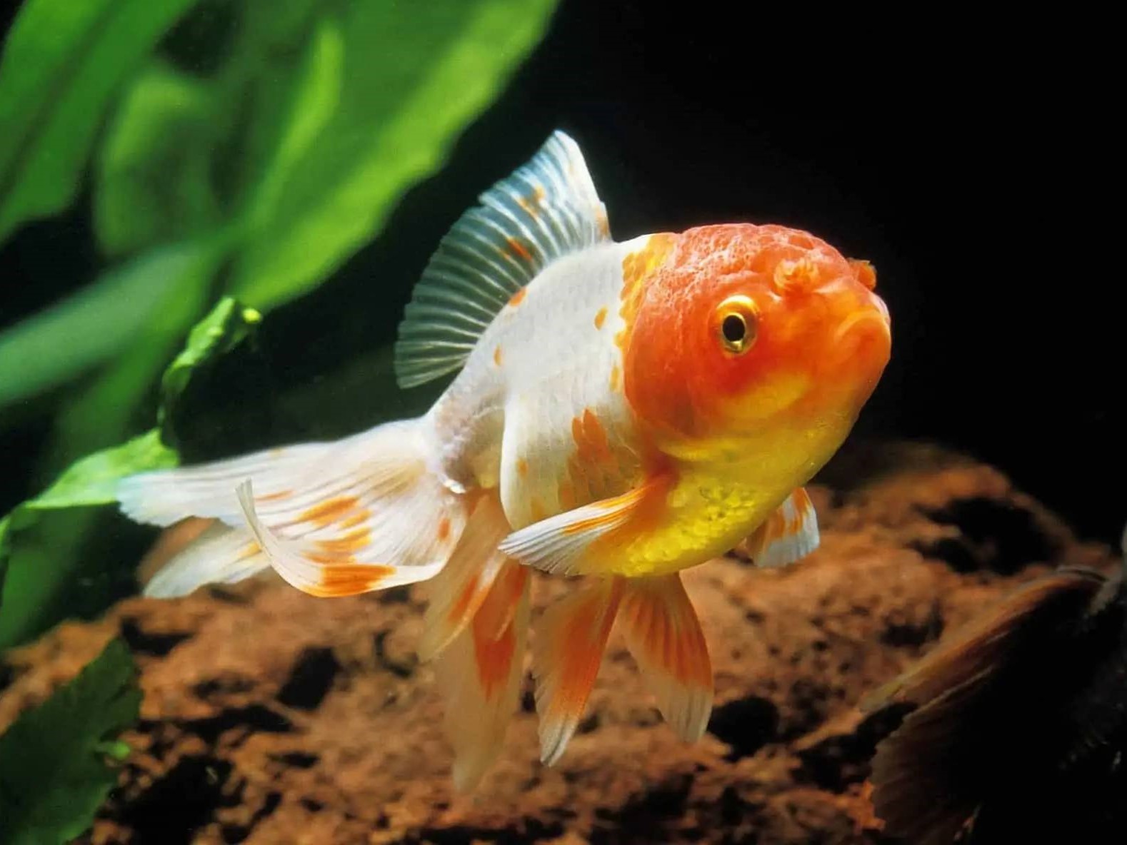 Goldfish: Habitat, Care, Aquarium Maintenance