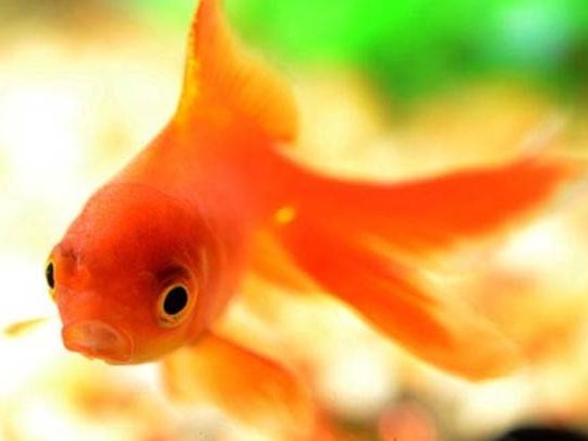 Goldfish: Habitat, Care, Aquarium Maintenance