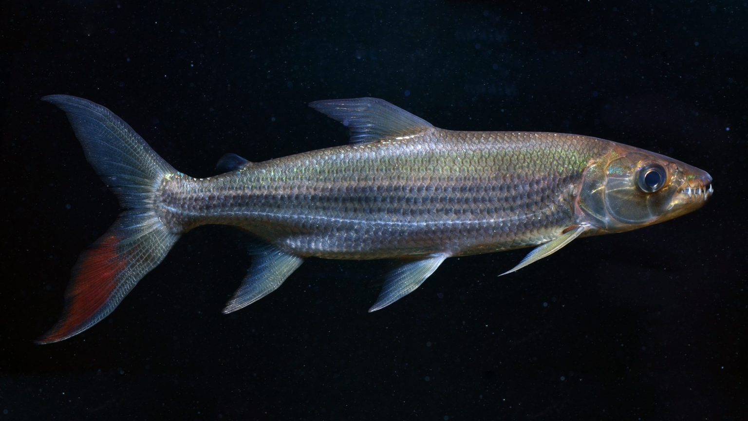 Goliath Tigerfish: Habitat, Care, Aquarium Maintenance