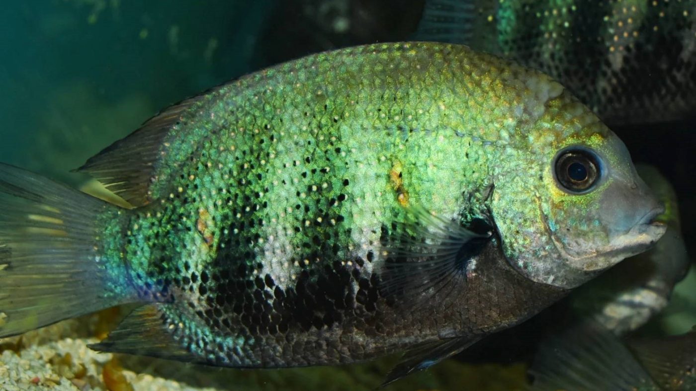 Green Chromide: Habitat, Care, Aquarium Maintenance