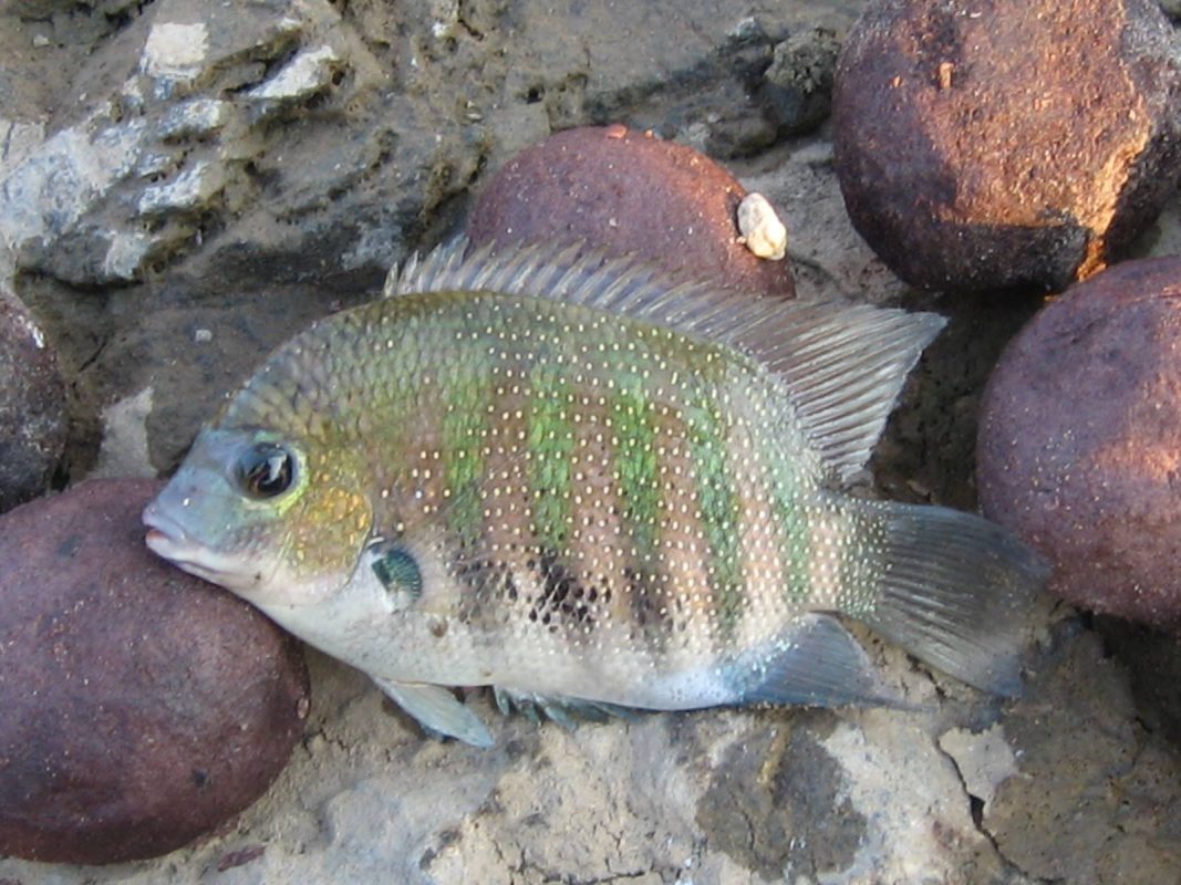 Green Chromide: Habitat, Care, Aquarium Maintenance