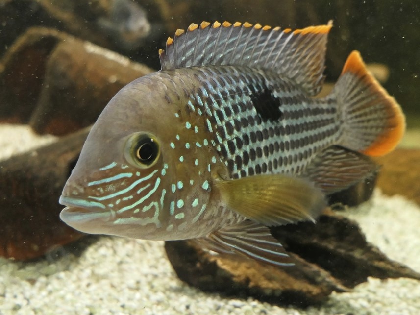 Green Terror: Habitat, Care, Aquarium Maintenance