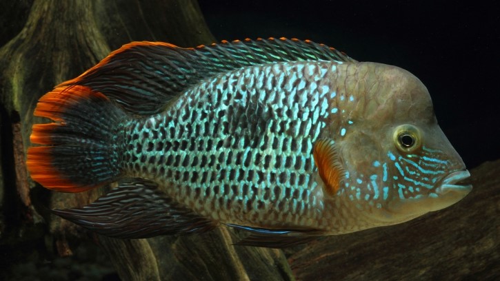 Green Terror: Habitat, Care, Aquarium Maintenance