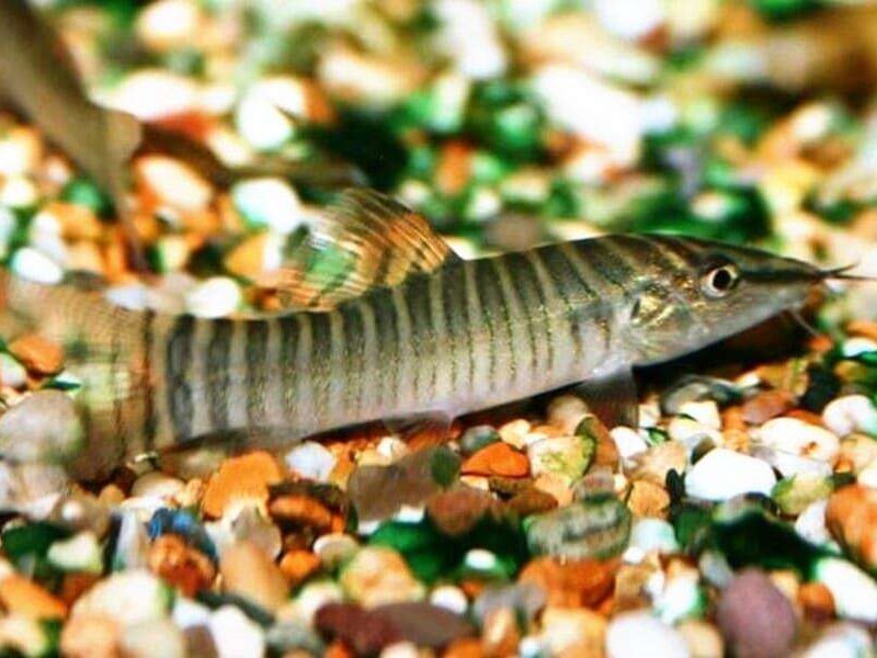 Green Tiger Loach: Habitat, Care, Aquarium Maintenance
