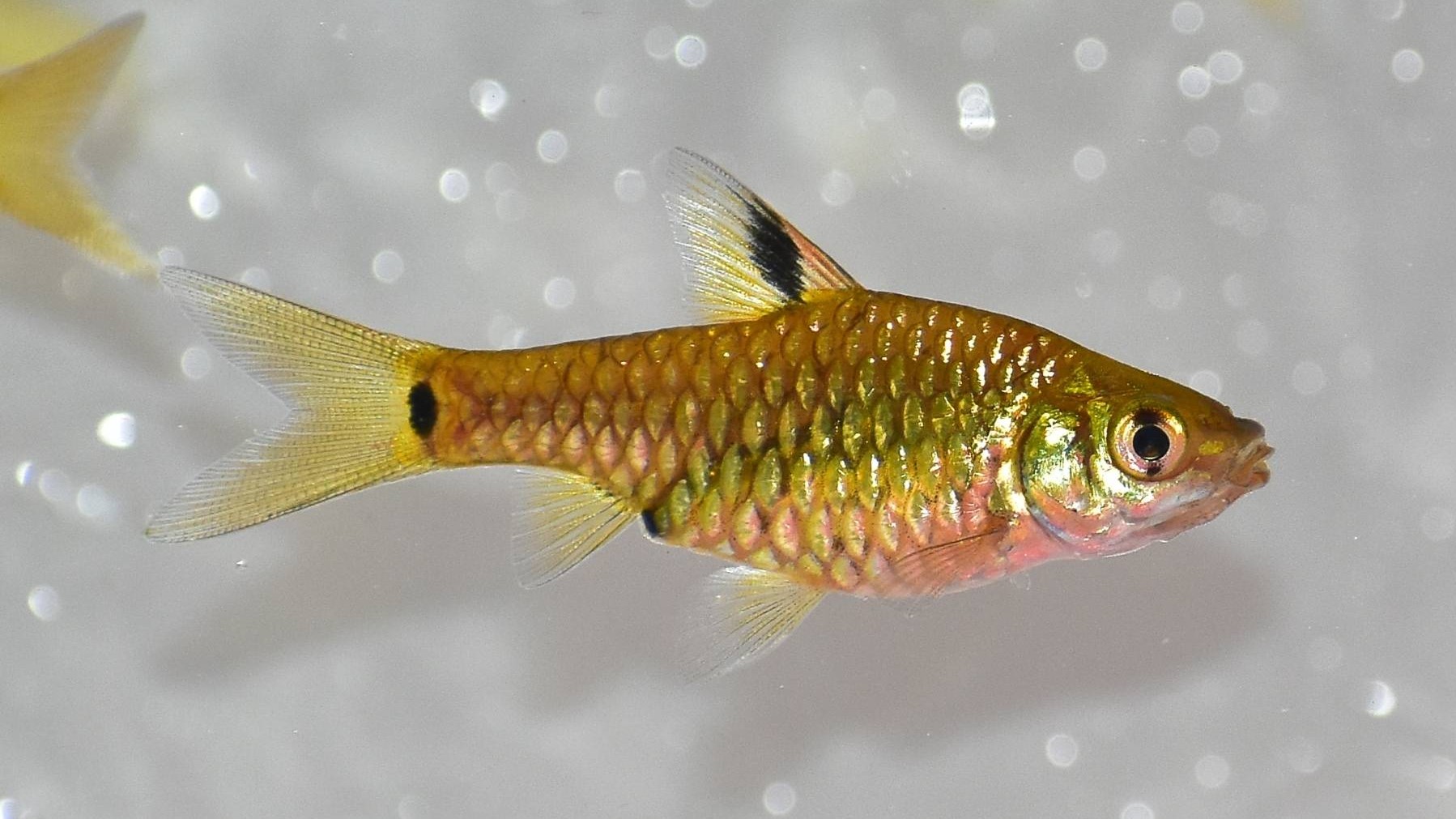 Greenstripe Barb: Habitat, Care, Aquarium Maintenance