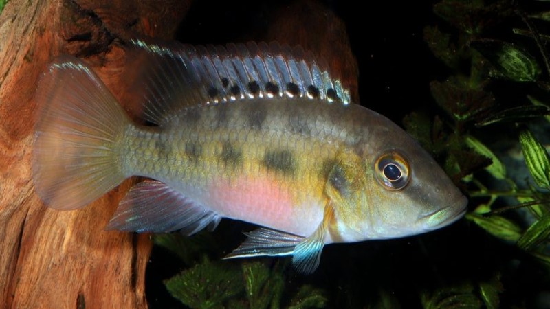 Guenther's Mouthbrooder: Habitat, Care, Aquarium Maintenance