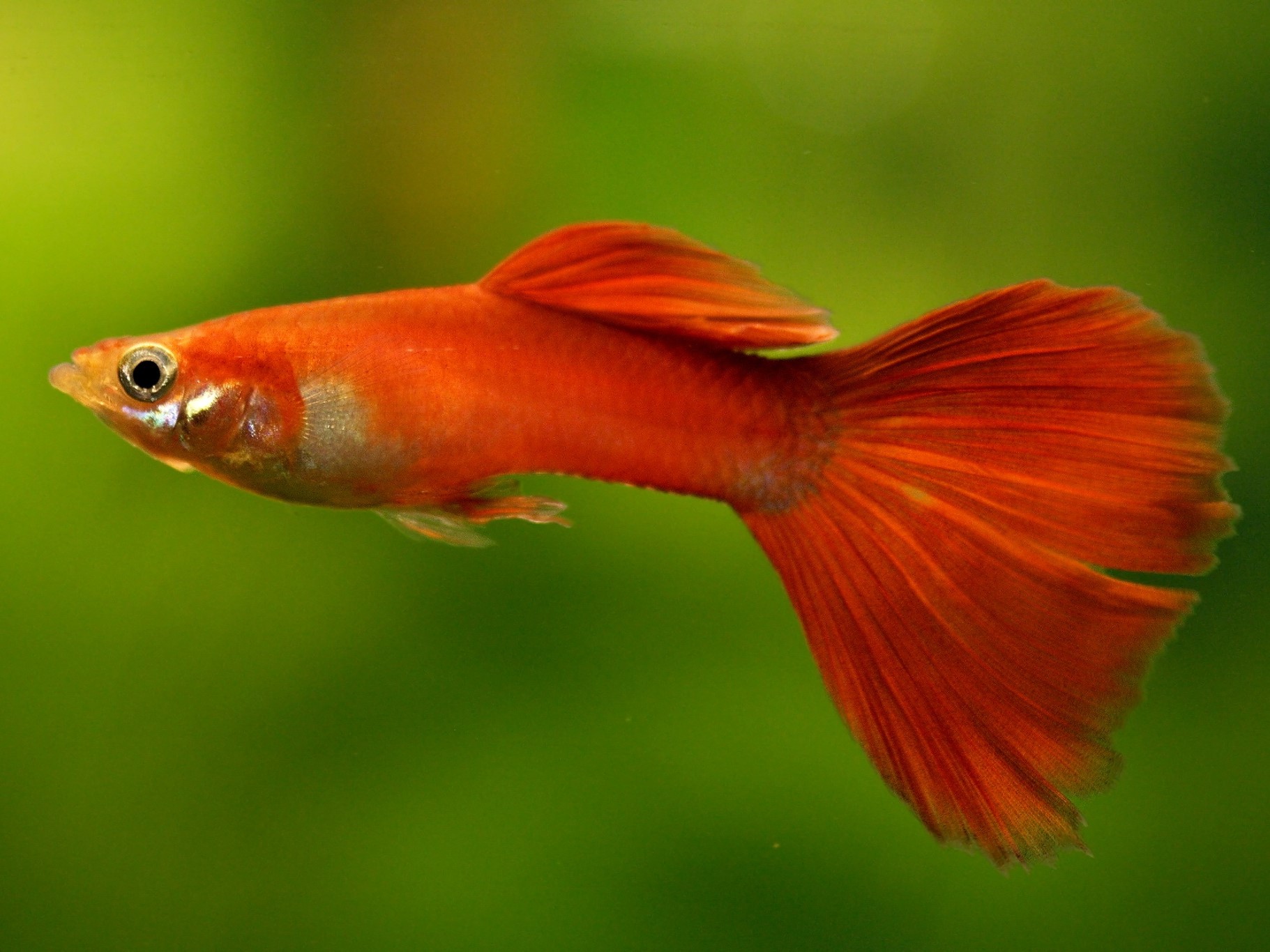 Guppy: Habitat, Care, Aquarium Maintenance