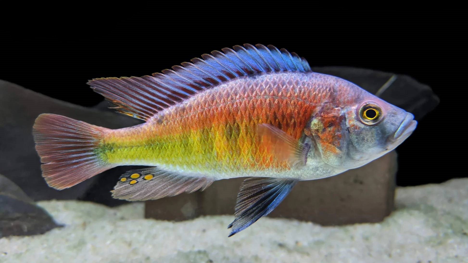 Hippo Point Salmon: Habitat, Care, Aquarium Maintenance