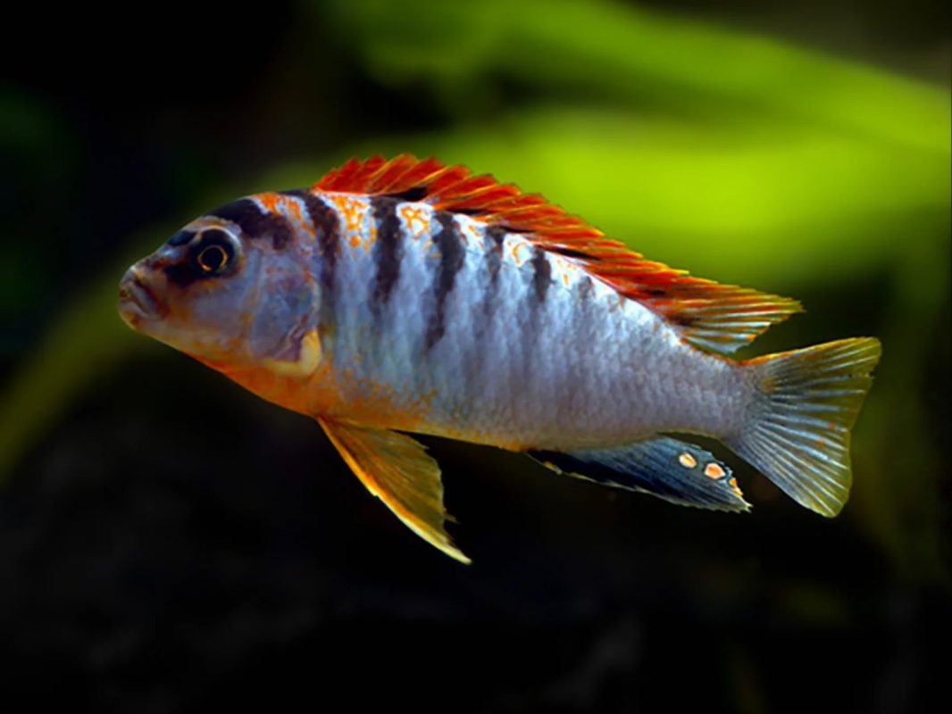 Hongi: Habitat, Care, Aquarium Maintenance