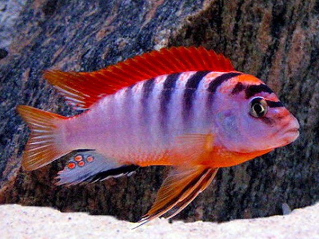 Hongi: Habitat, Care, Aquarium Maintenance