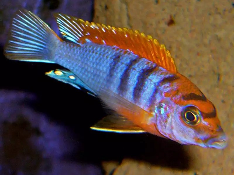 Hongi: Habitat, Care, Aquarium Maintenance