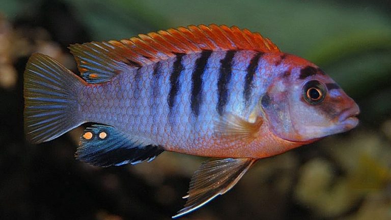 Hongi: Habitat, Care, Aquarium Maintenance